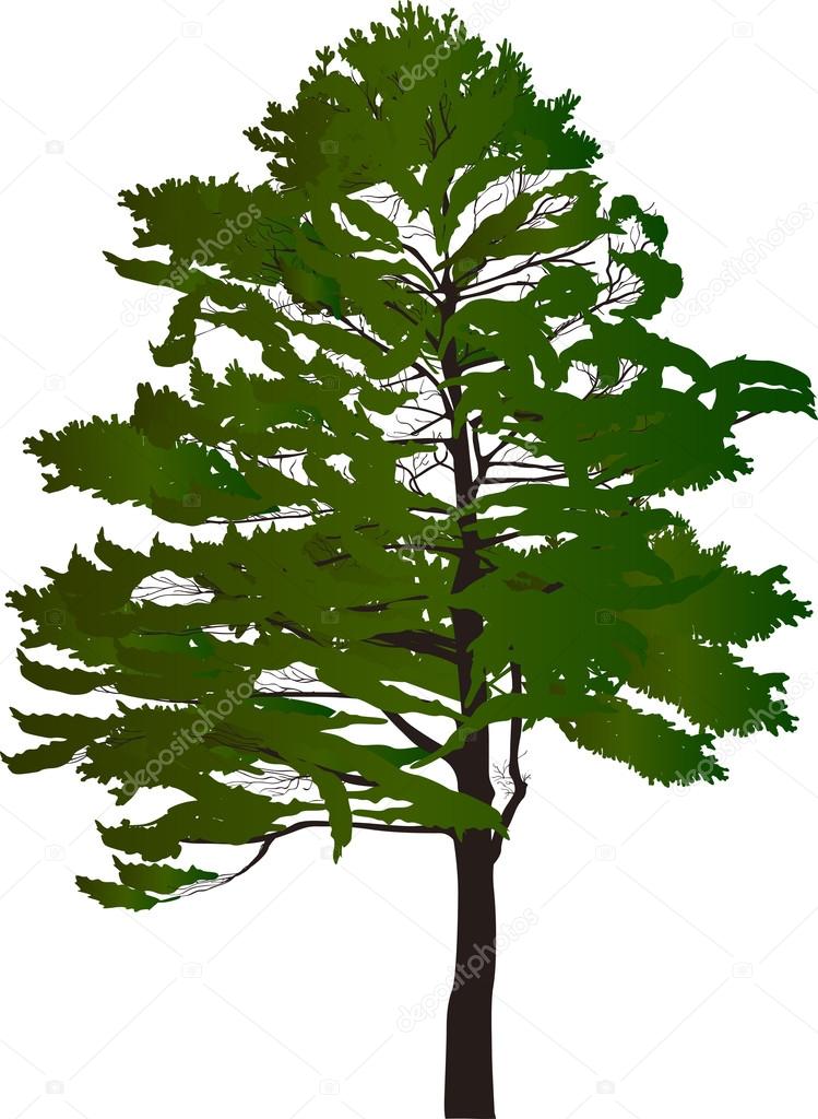Large green tree Stock Vector by ©Dr.PAS 84211856
