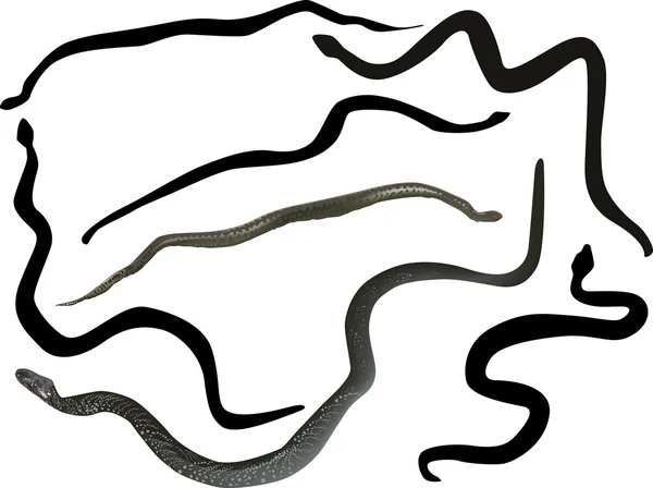 Snakes silhouettes Vector Art Stock Images | Depositphotos