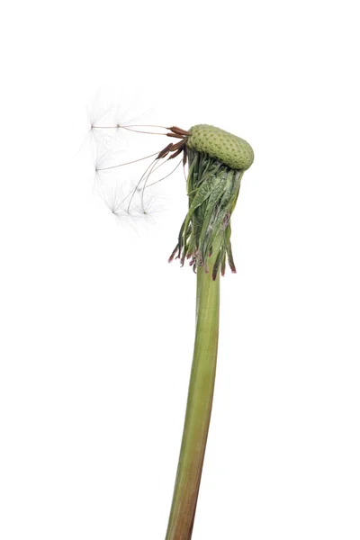 Single isolated dandelion seed — Stock Photo © Dr.PAS #6650960