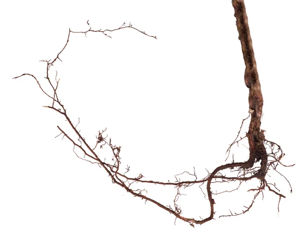 Brown root plant Stock Photos, Royalty Free Brown root plant Images ...