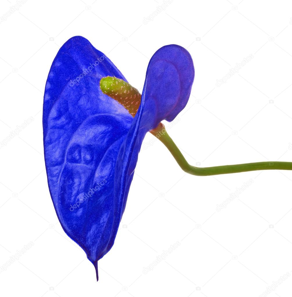 Blue Anthurium