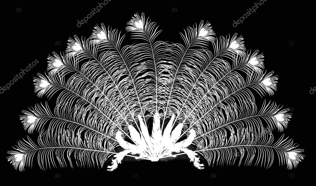 White feathers fan silhouette Stock Vector by ©Dr.PAS 84241042