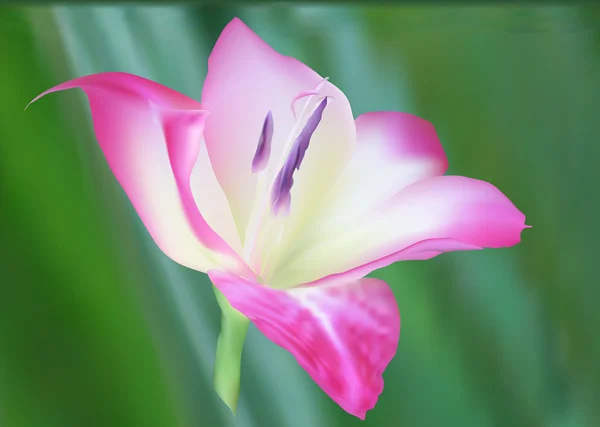 25,709,707 Angel trumpet Vector Images | Depositphotos