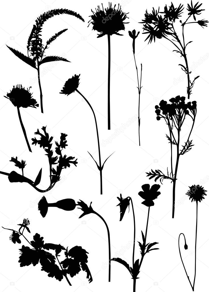 Wildflower Silhouette Vector