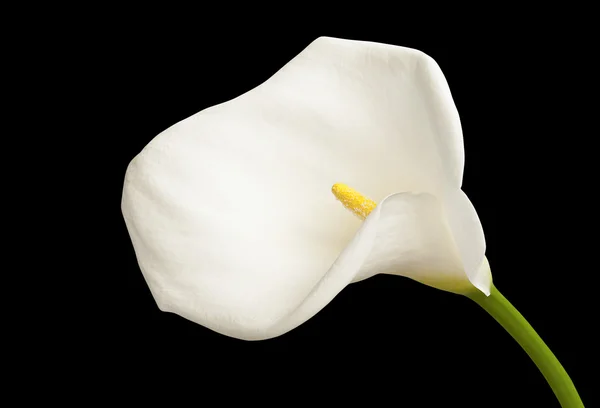 White Calla Lilly Stock Photo by ©wpd911 10493578