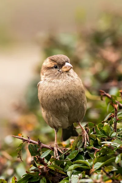 Cute sparrow Stock Photos, Royalty Free Cute sparrow Images ...