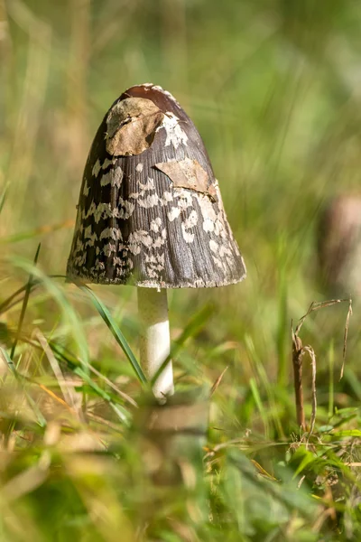 Magpie inkcap Stock Photos, Royalty Free Magpie inkcap Images ...