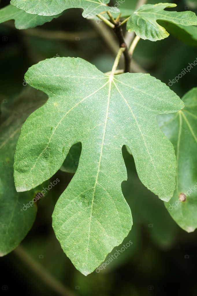 Green fig-tree leaves Stock Photo by ©digoarpi 87099840