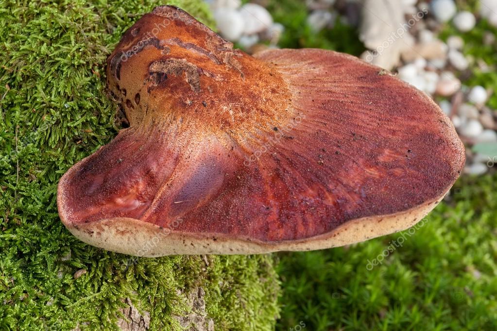 Fungi close up Stock Photo by ©digoarpi 89195416