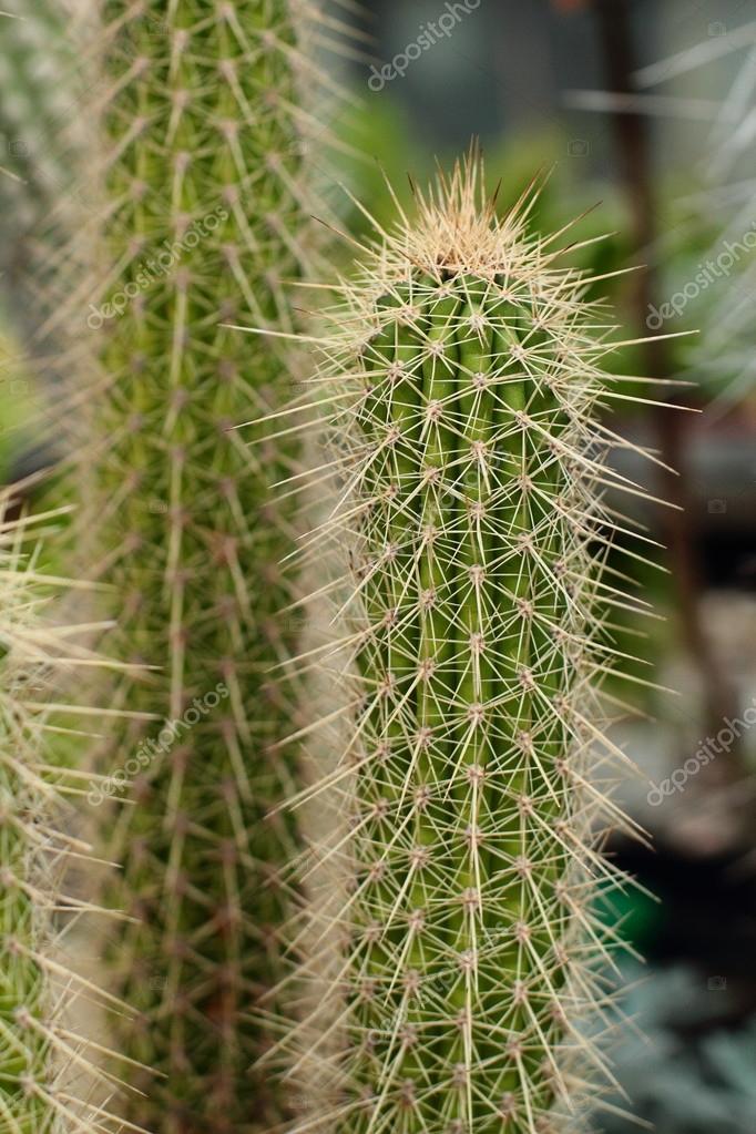 Fotos: plantas con espinas | planta de cactus con espinas — Foto de ...