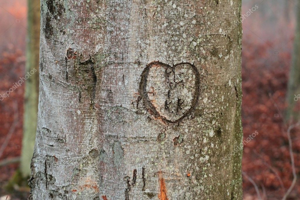 Heart cuted in tree trunk — Stock Photo © bogdanwankowicz #94525626