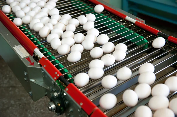 Egg production Stock Photos, Royalty Free Egg production Images ...