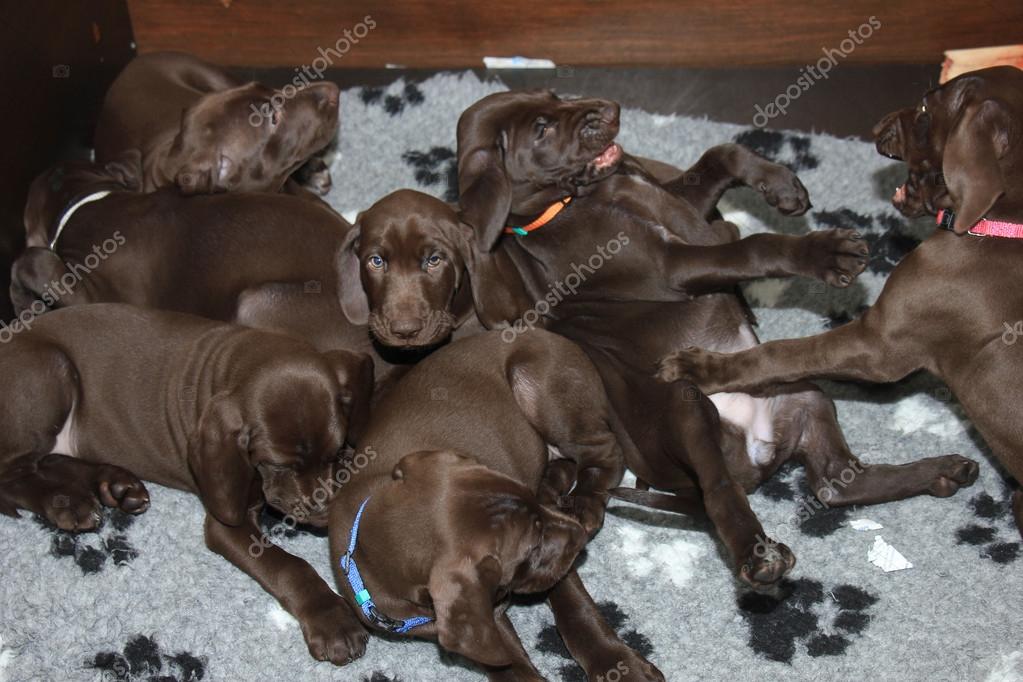 German Shorthaired Pointer Liver Puppy