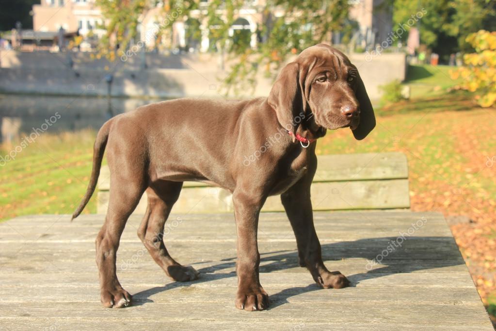 Rövidszőrű német Vizsla kiskutya — Stock Fotó © portosabbia #86483678
