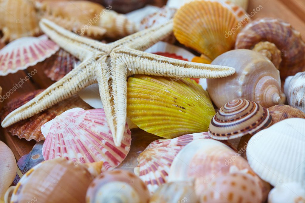 Different shells backgrounds Stock Photo by ©strelok 107223148