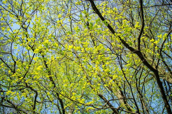 Leaves spring tree Stock Photos, Royalty Free Leaves spring tree Images ...