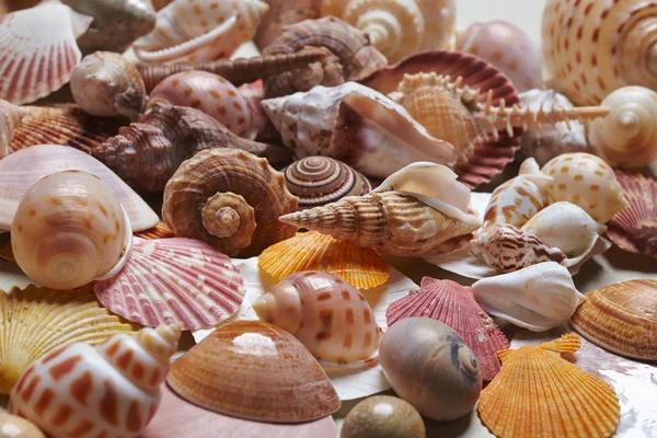 Sea shells and pebble beach — Stock Photo © pervach #1462902