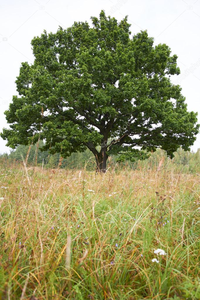 Big tree Stock Photo by ©strelok 52579225