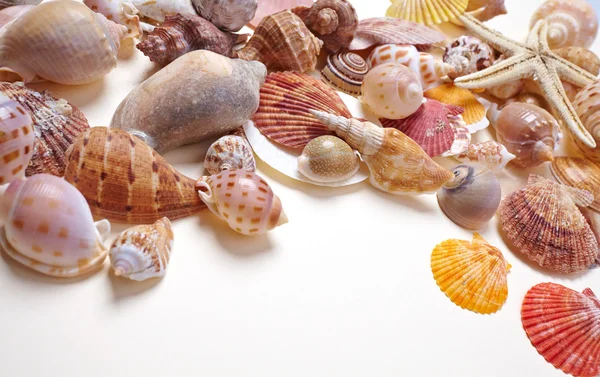 Nice sea shells and sea stars Stock Photo by ©strelok 77086915