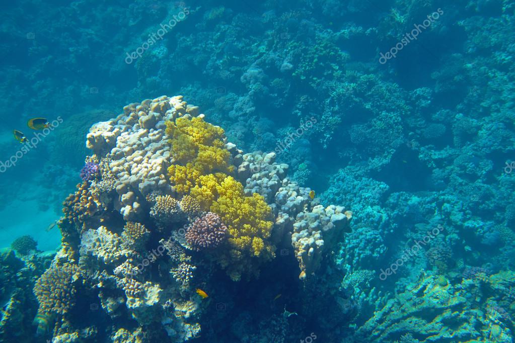 Beautiful coral reef — Stock Photo © strelok #72988659