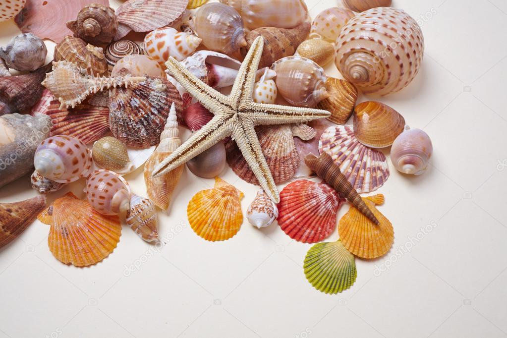 Nice sea shells and sea stars Stock Photo by ©strelok 77086915