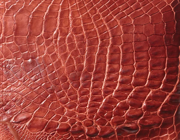 Red alligator leather Stock Photo by ©strelok 101412828