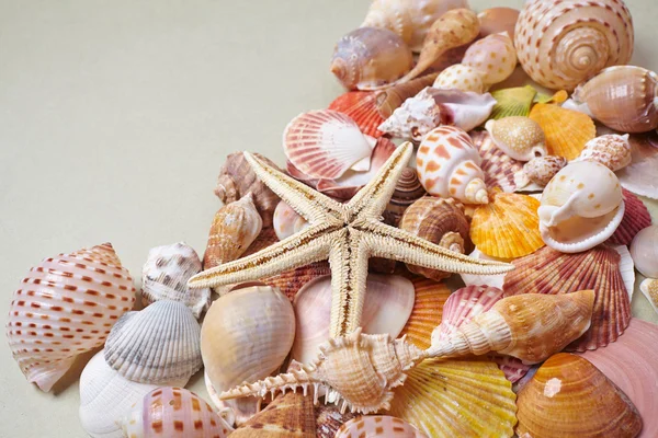 Nice sea shells and sea stars Stock Photo by ©strelok 77086915