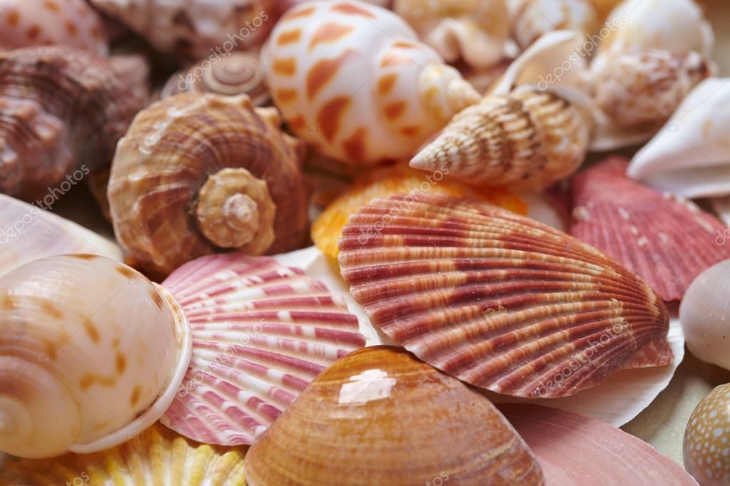 Nice sea shells — Stock Photo © strelok #94227380