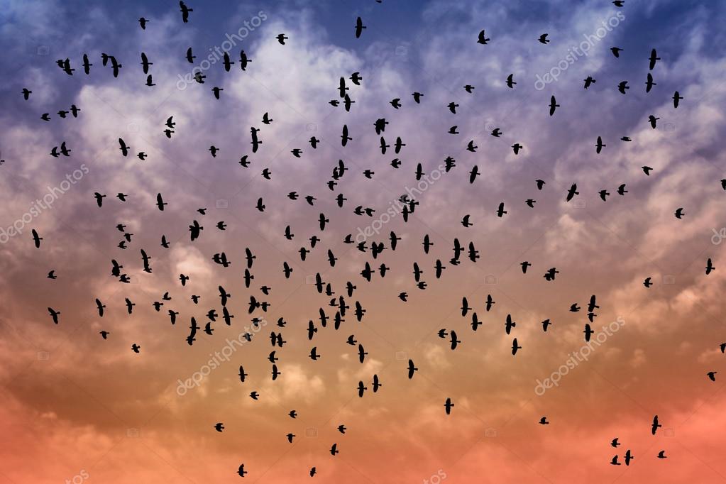 Many Birds Flying On