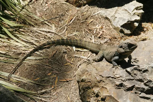 Australian Bearded Dragon — Stock Photo © scarfe #6221978