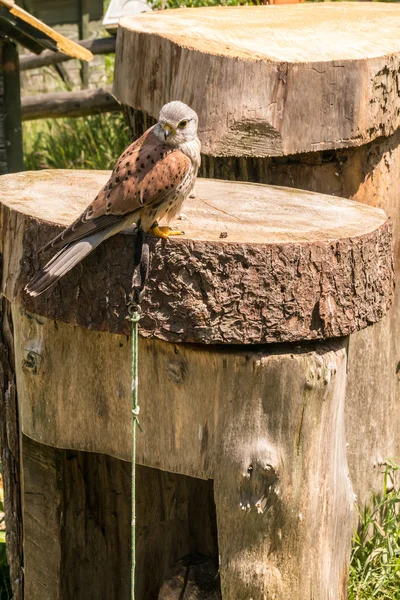 Falconry perch Stock Photos, Royalty Free Falconry perch Images ...