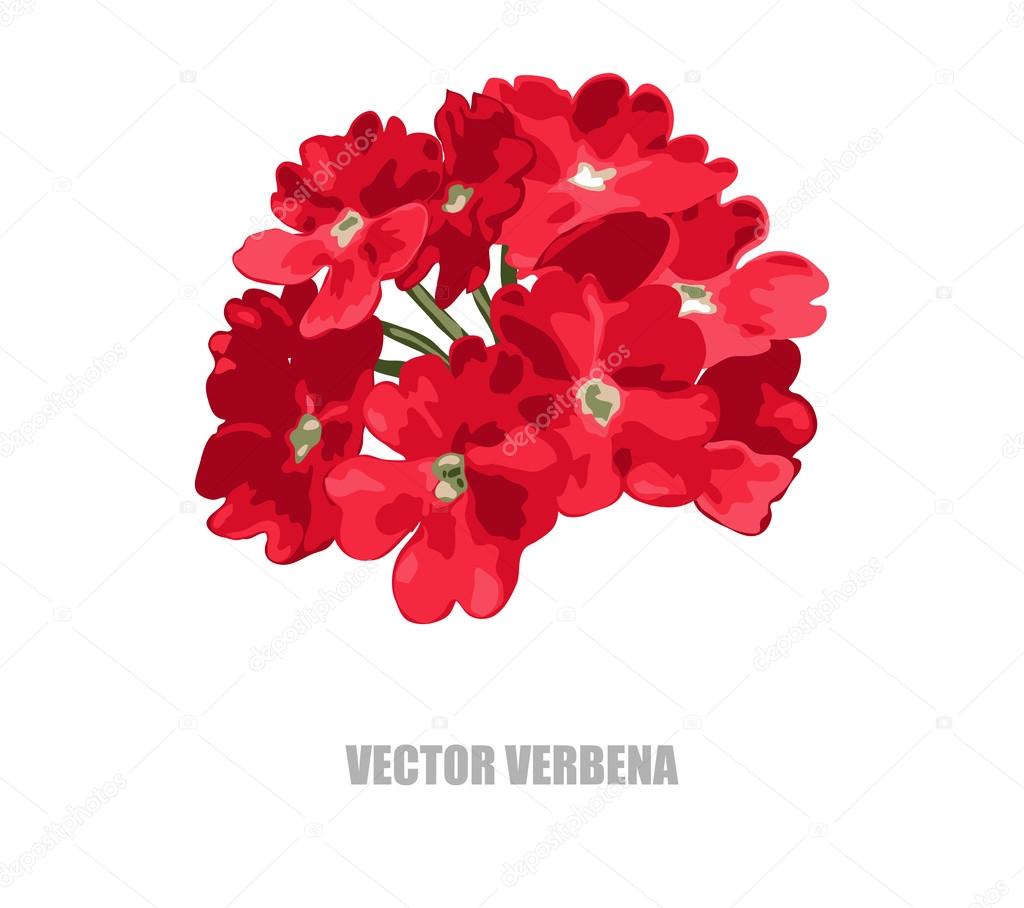 Hand drawn verbena Stock Vector Image by ©Chantall #122300574