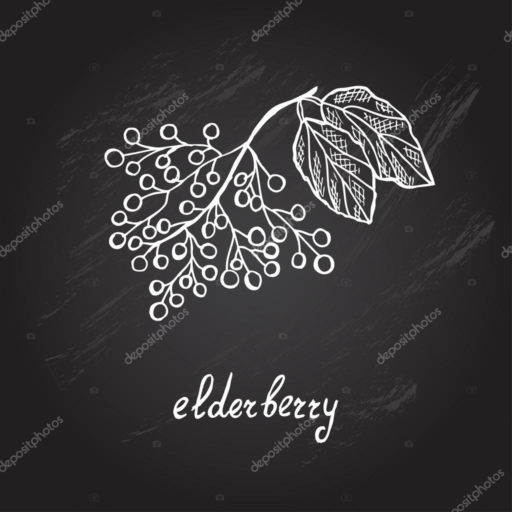 Hand drawn elderberry Stock Vector Image by ©Chantall #74316877