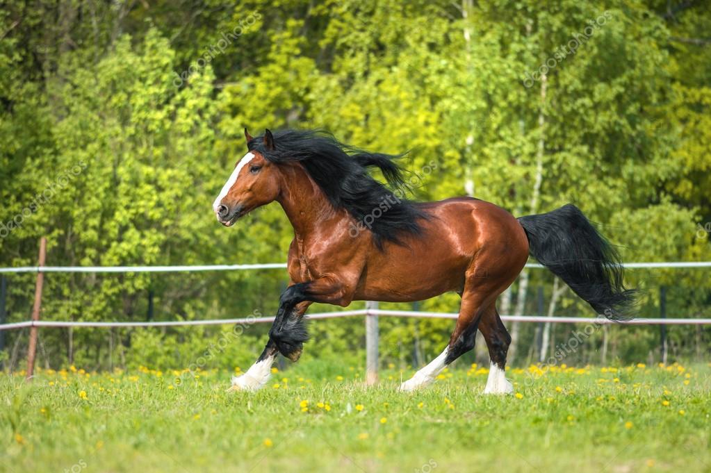 Draft Horses Running