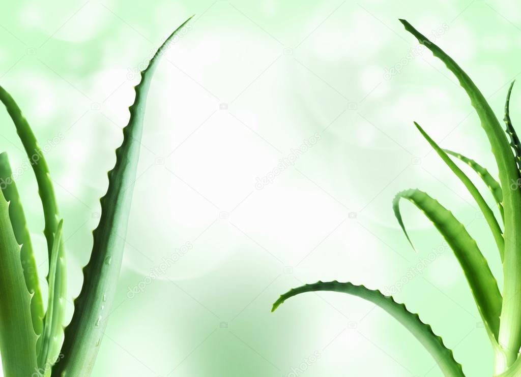 Aloe vera leaves background Stock Photo by ©Photolin 81563220