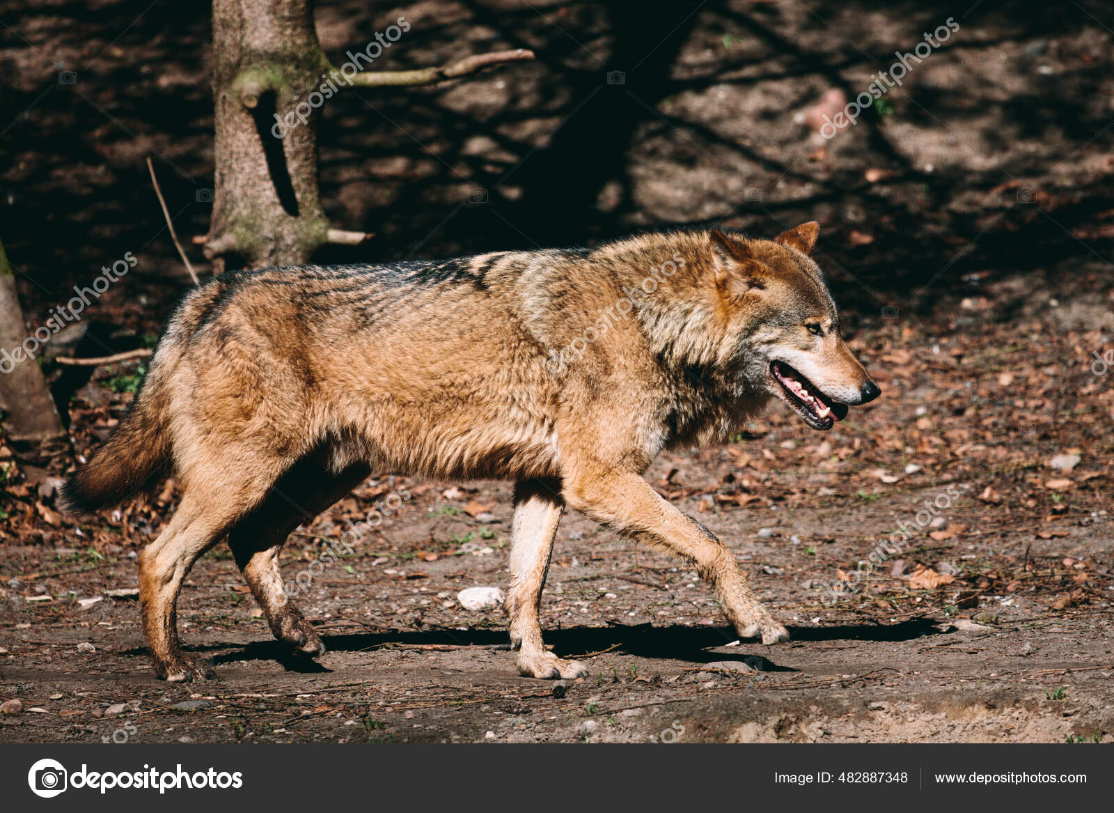 Full Body Wolf