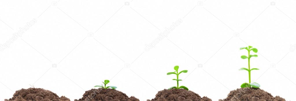 Green plan growing in soil. — Stock Photo © Photocreo #52971113