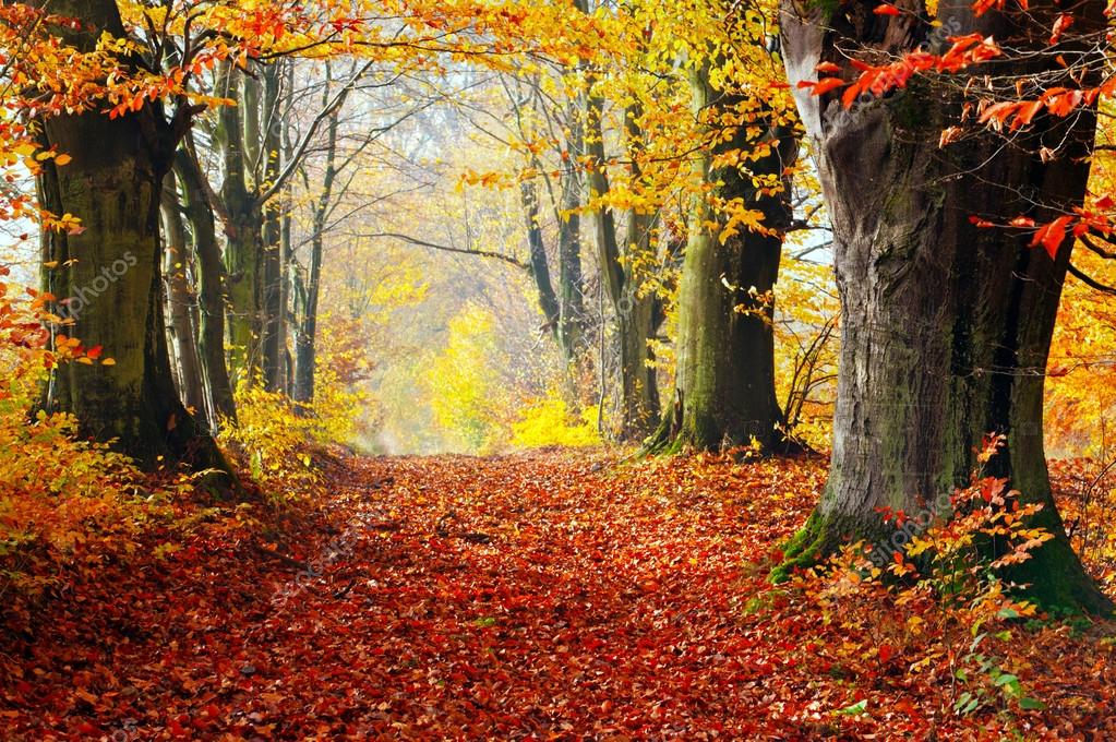 Autumn, fall forest. Stock Photo by ©Photocreo 58091635