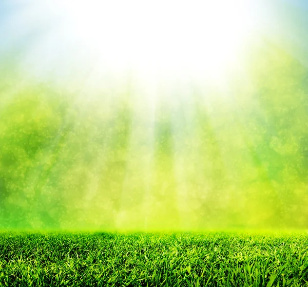 Wallpapers: grass hd wallpaper | Green spring grass in light — Stock ...