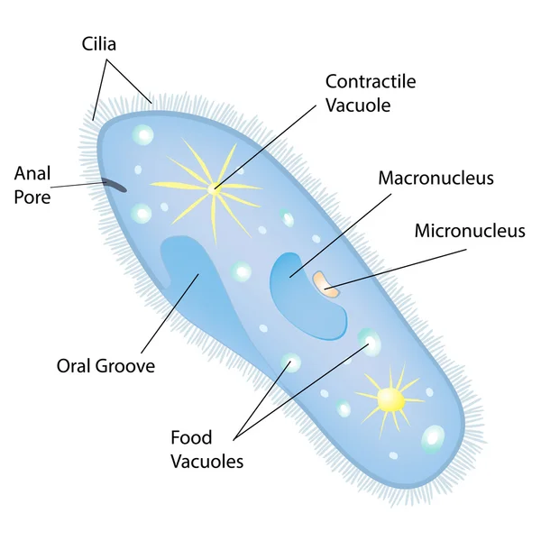 Live Pictures Of A Paramecium And Labeled
