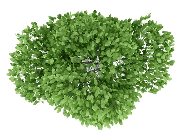 Top view of ginkgo tree isolated on white background. 3d illustr Stock ...