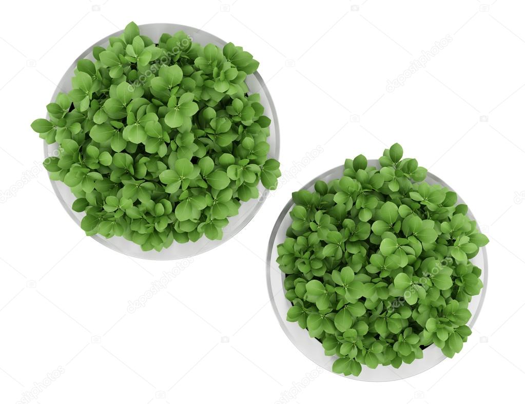 Top view of two houseplants in metallic pots isolated on white b ...