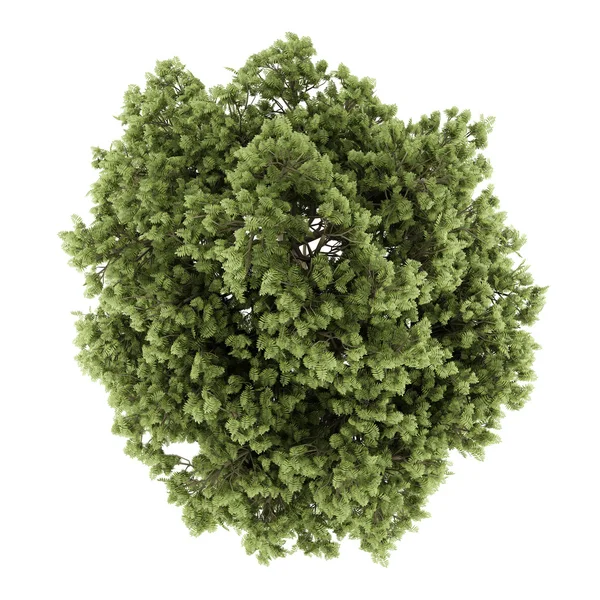 Top view of european ash tree isolated on white background Stock Photo ...