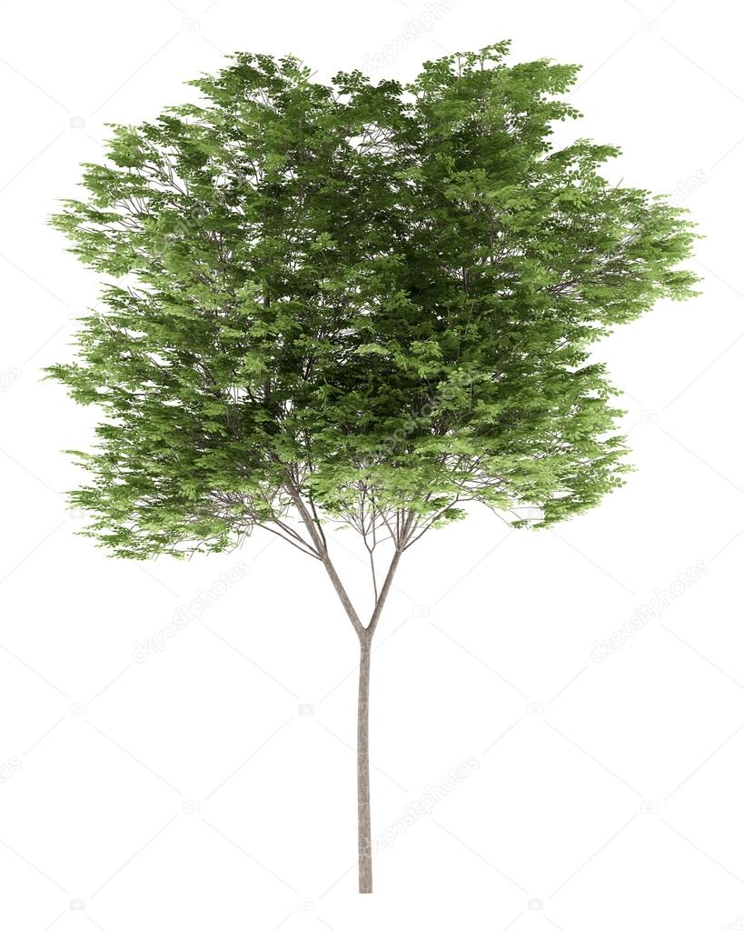 Common beech tree isolated on white background. 3d illustration — Stock ...