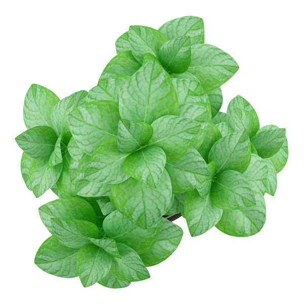 Planta de menta Stock Photos, Royalty Free Planta de menta Images ...