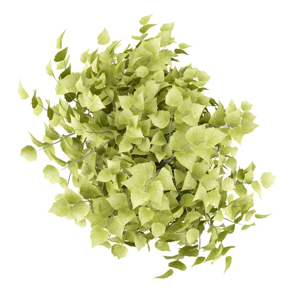 top view of bonsai plant in pot isolated on white background — Stock ...