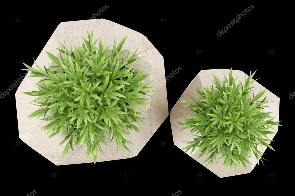 vista superior de dos plantas de interior en macetas de madera aisladas ...