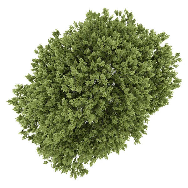 Top View Peach Tree Isolated White Background Illustration — Stock ...