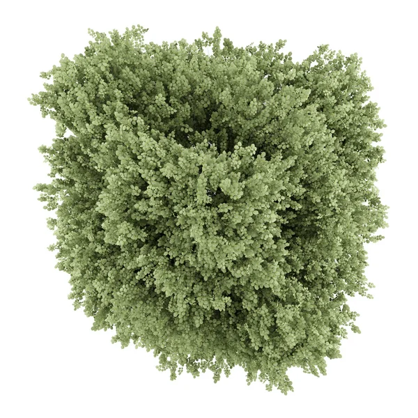 Top view of tree of heaven isolated on white background — Stock Photo ...