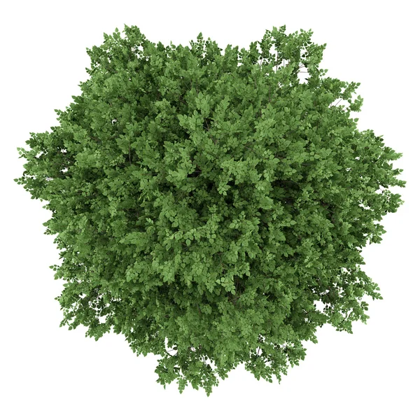 Top view of european ash tree isolated on white background Stock Photo ...